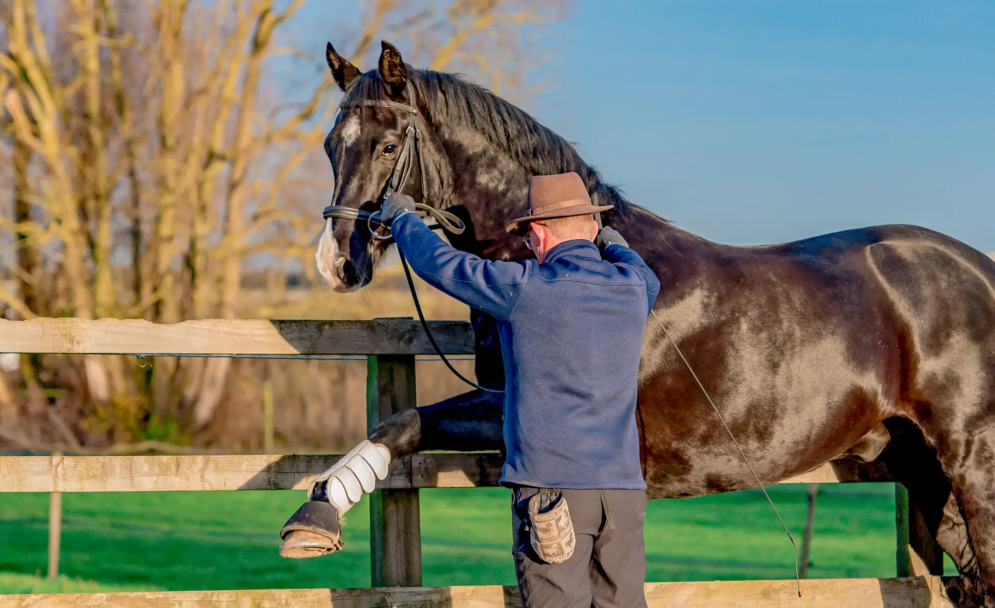 In-Hand – Dressage Adventures
